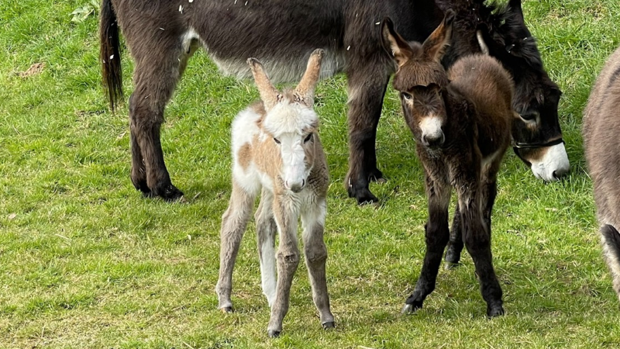 Dental practice welcomes rare twin donkey foals to rescued mums