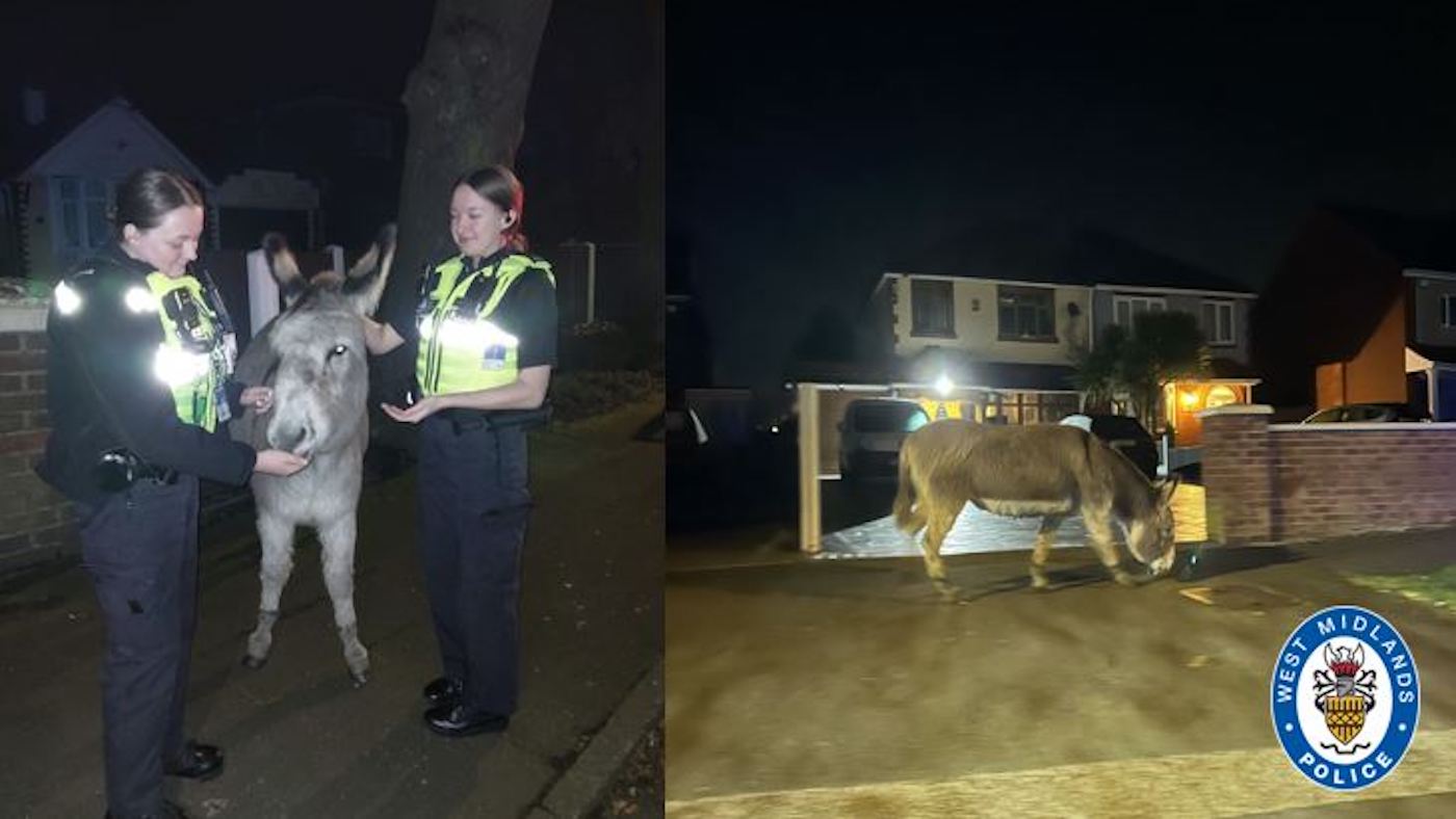 Resourceful police use mints to capture donkey loose on the road