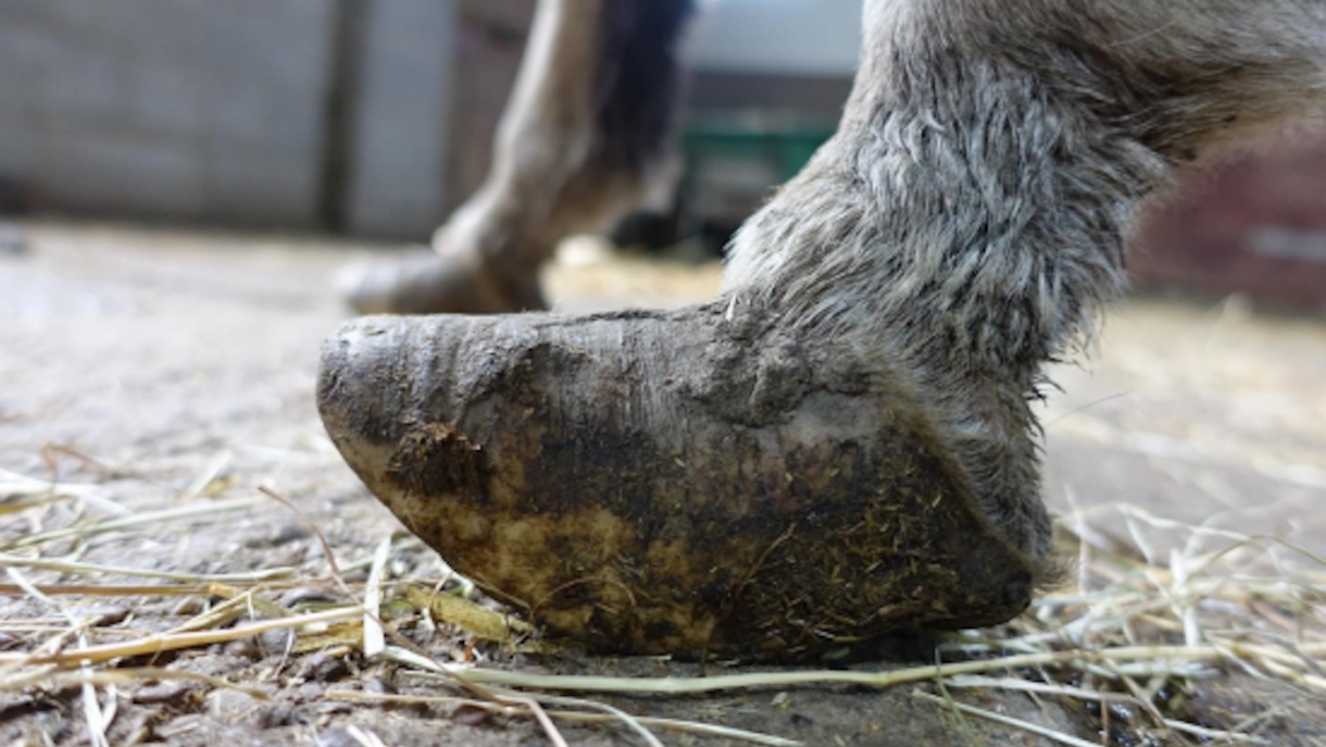 ‘Well intentioned but incompetent care’ means equines left to suffer ...