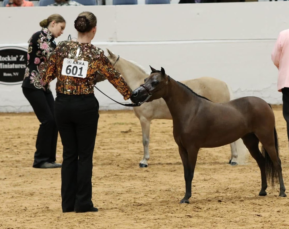 Tips for Buying and Showing American Miniature Horses: A Guide for ...