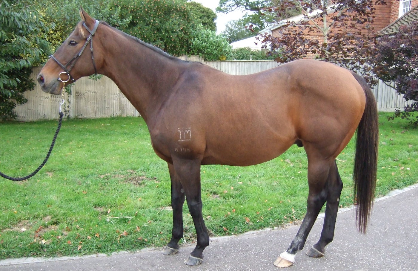 Farewell to racehorse who won £6m and was cheered by thousands