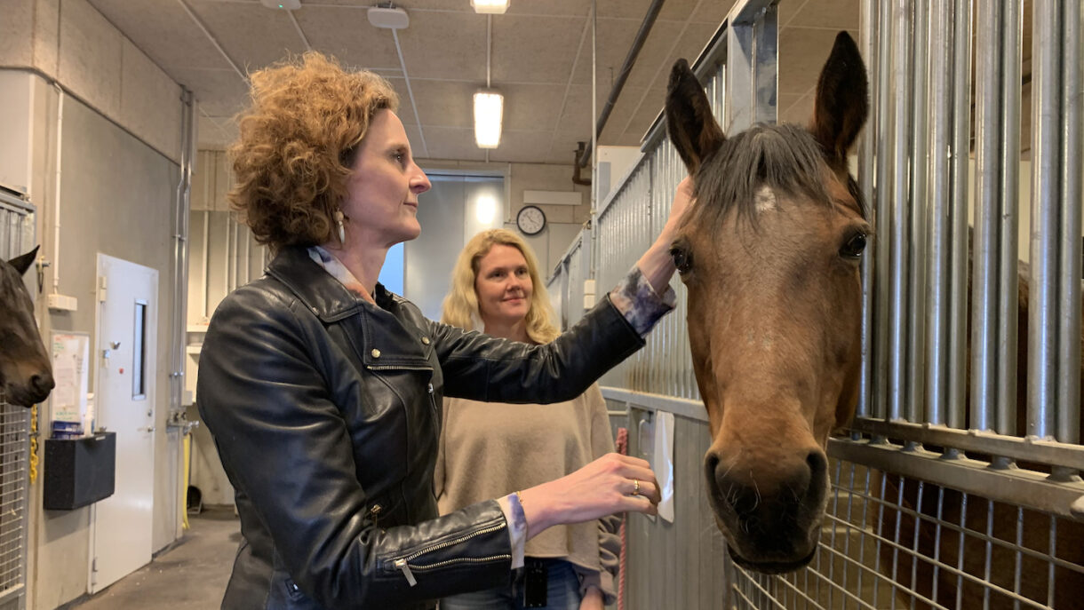 Horses may learn by ‘eavesdropping’ on humans’ interaction with each ...