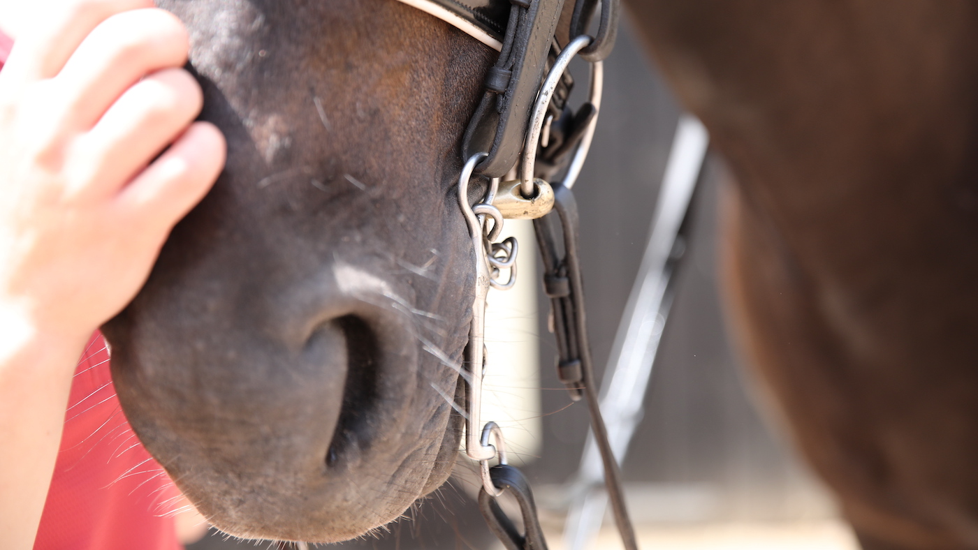 New double bridle research backs up the need to give riders choice ...