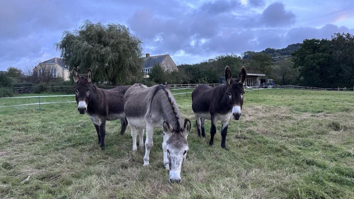 Donkeys who spent years serving community help heal a broken heart