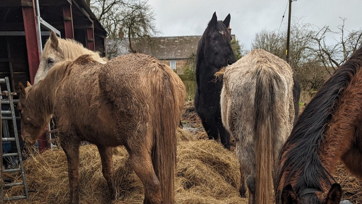 RSPCA statement: previously rescued horses signed over to charity ...