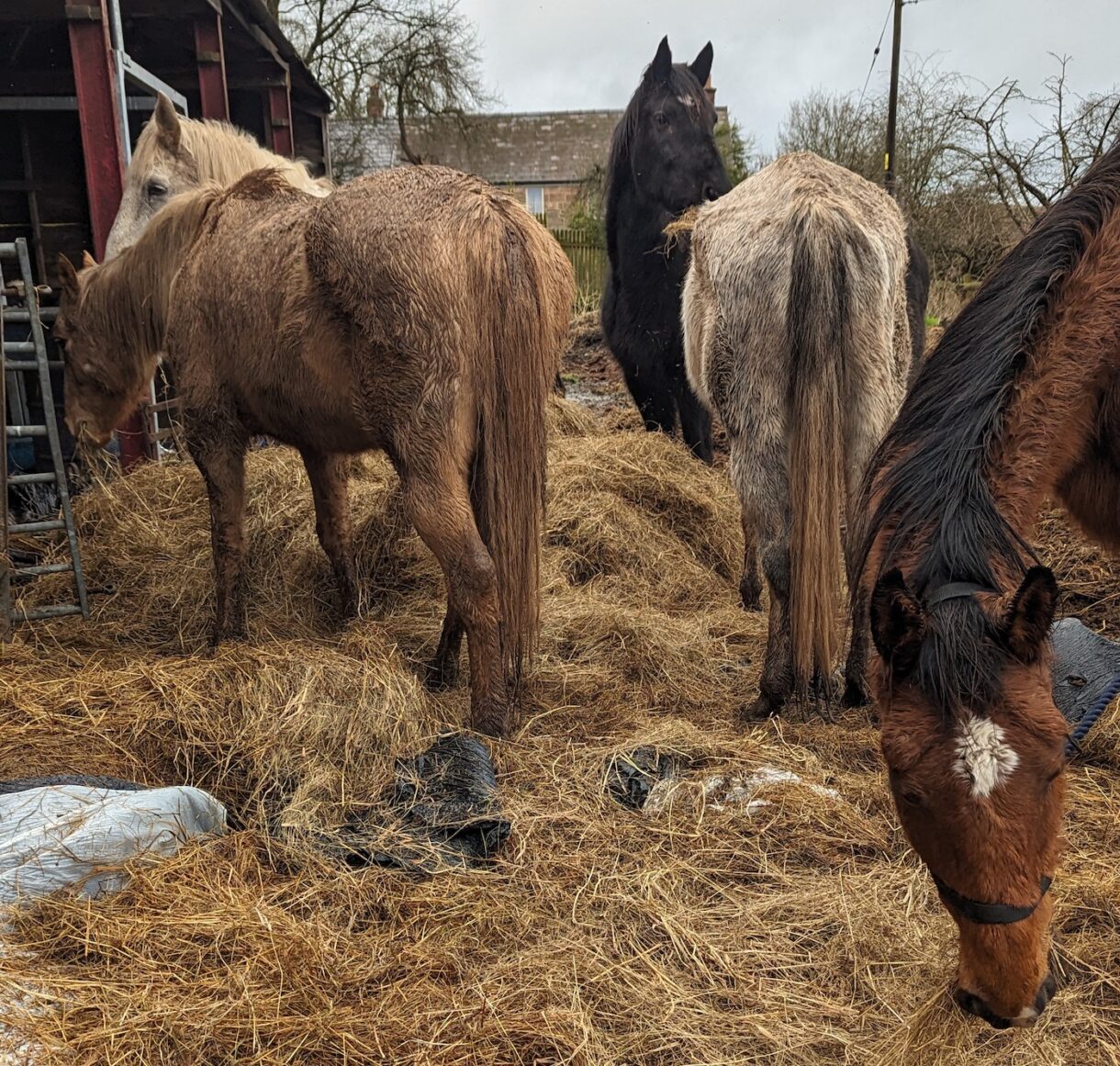 Curling hooves, maggots and ulcerated mouths in nine neglected horses ...
