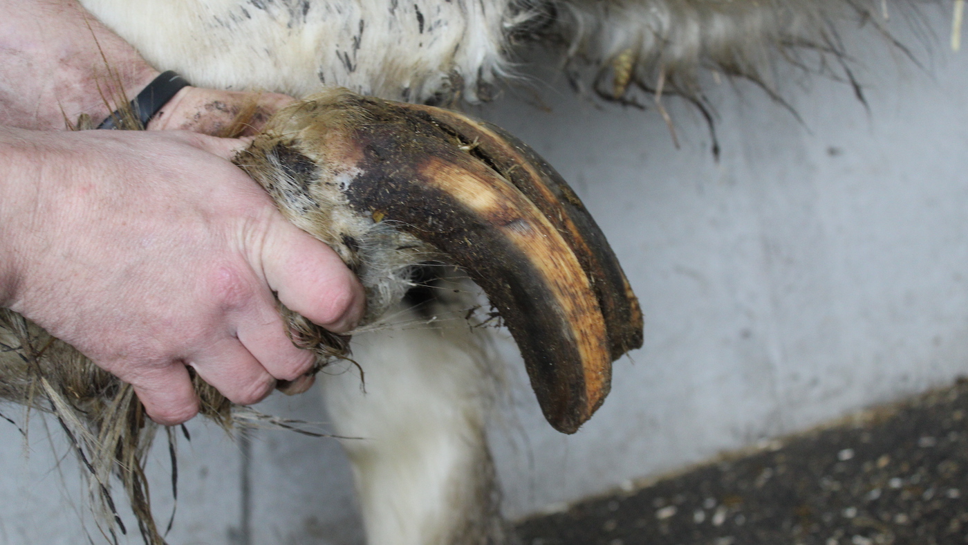 Curling hooves, maggots and ulcerated mouths in nine neglected horses ...