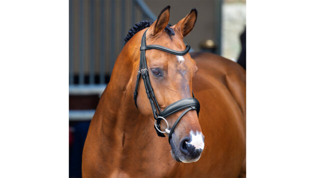 Best anatomical bridles for all budgets | Horse & Hound