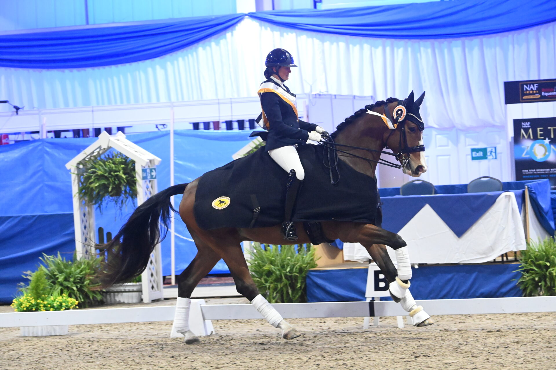 Winter dressage championships: rising stars and championship glory