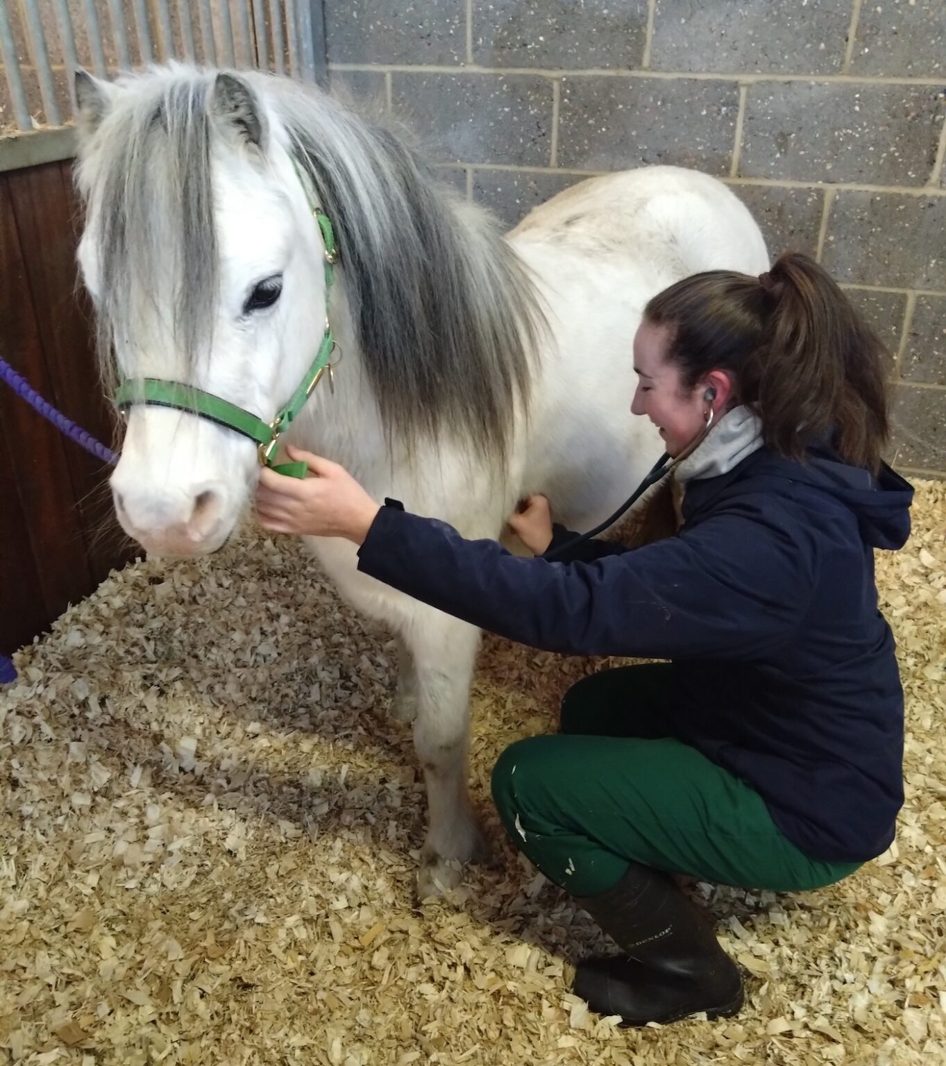 Tiny pony rescued from neglect finds his niche training vet students