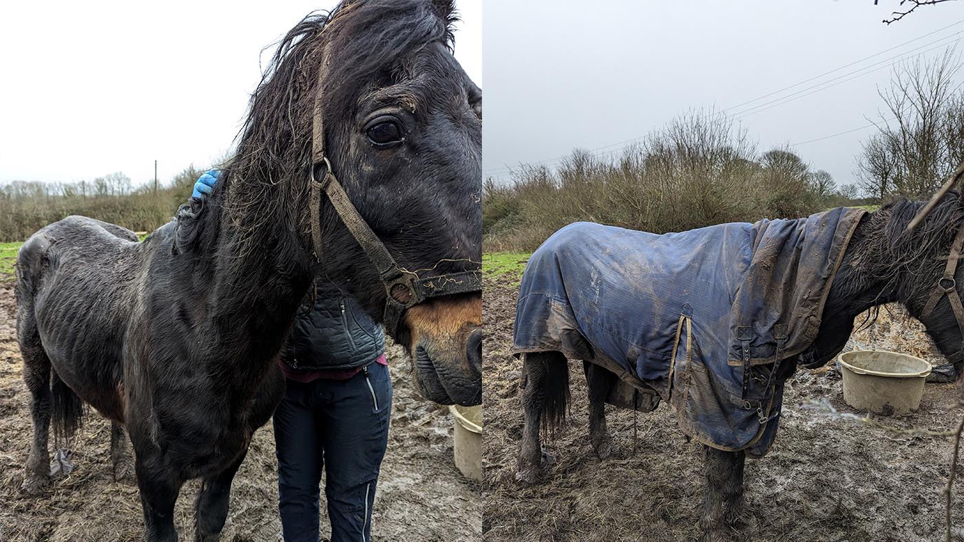 Stallion left ‘suffering for weeks’ with a hole in his face had to be ...