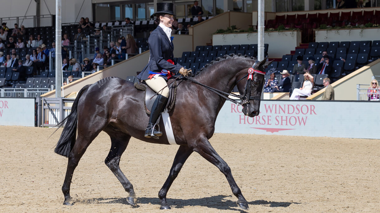 Forgeland Hyde Park wins another hack title at Royal Windsor Horse Show
