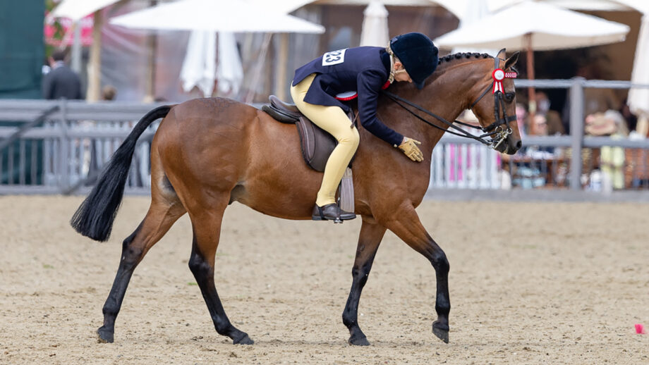Royal Windsor Horse Show novice and open show ponies titles to one rider