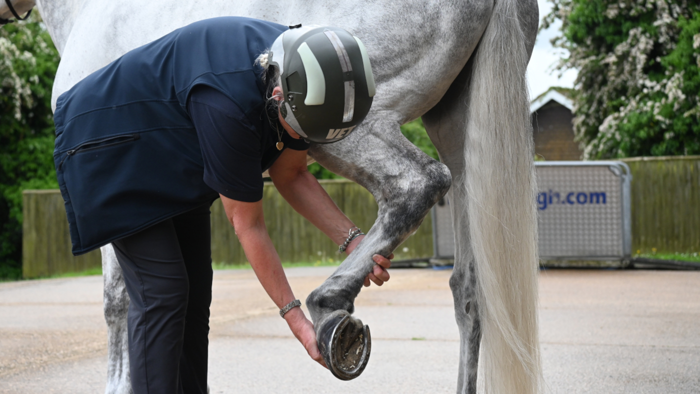 Changing the Culture of Safety: Addressing Injuries Among Equine Vets ...