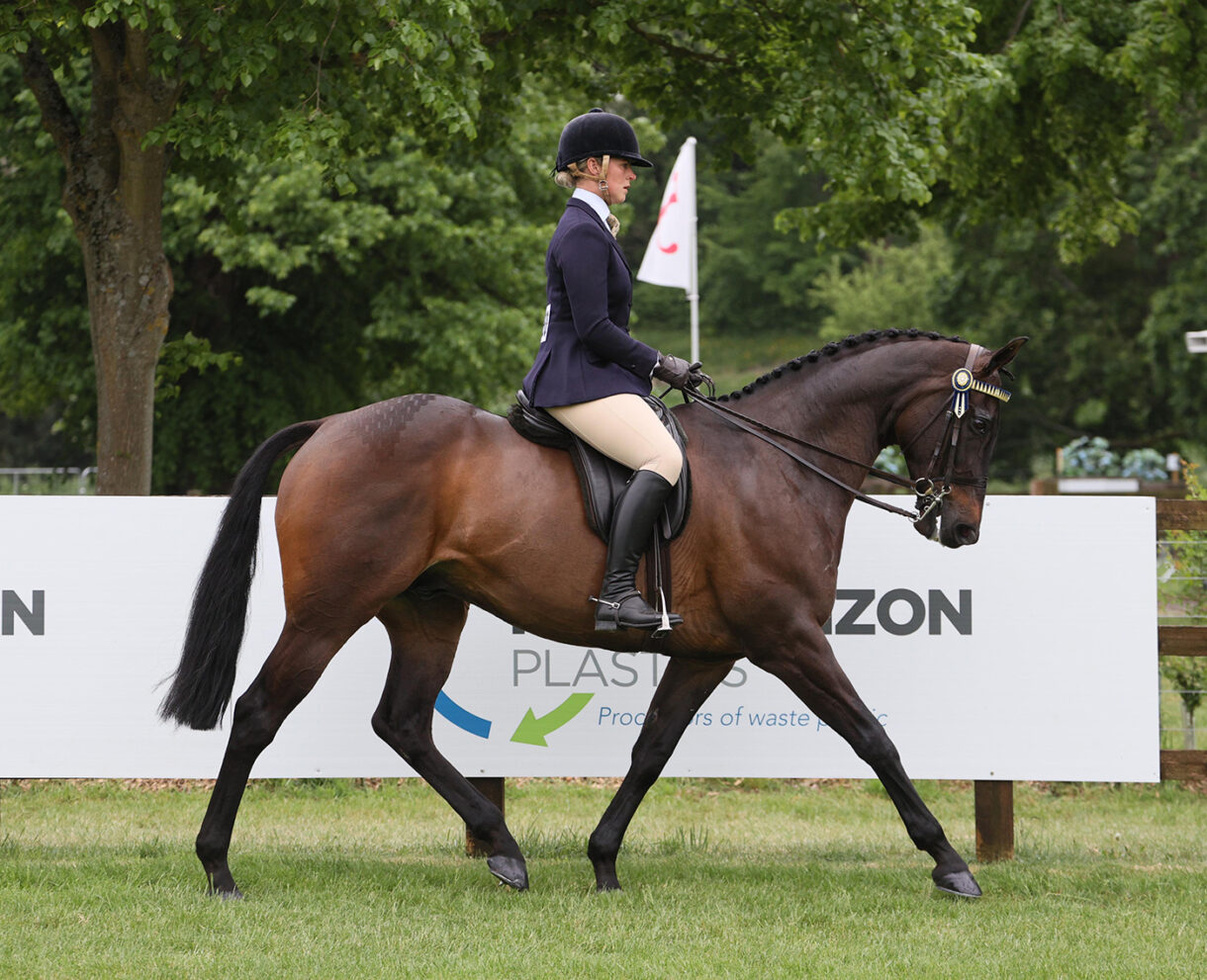 Traditional coloured stallion is Royal Windsor Horse Show champion