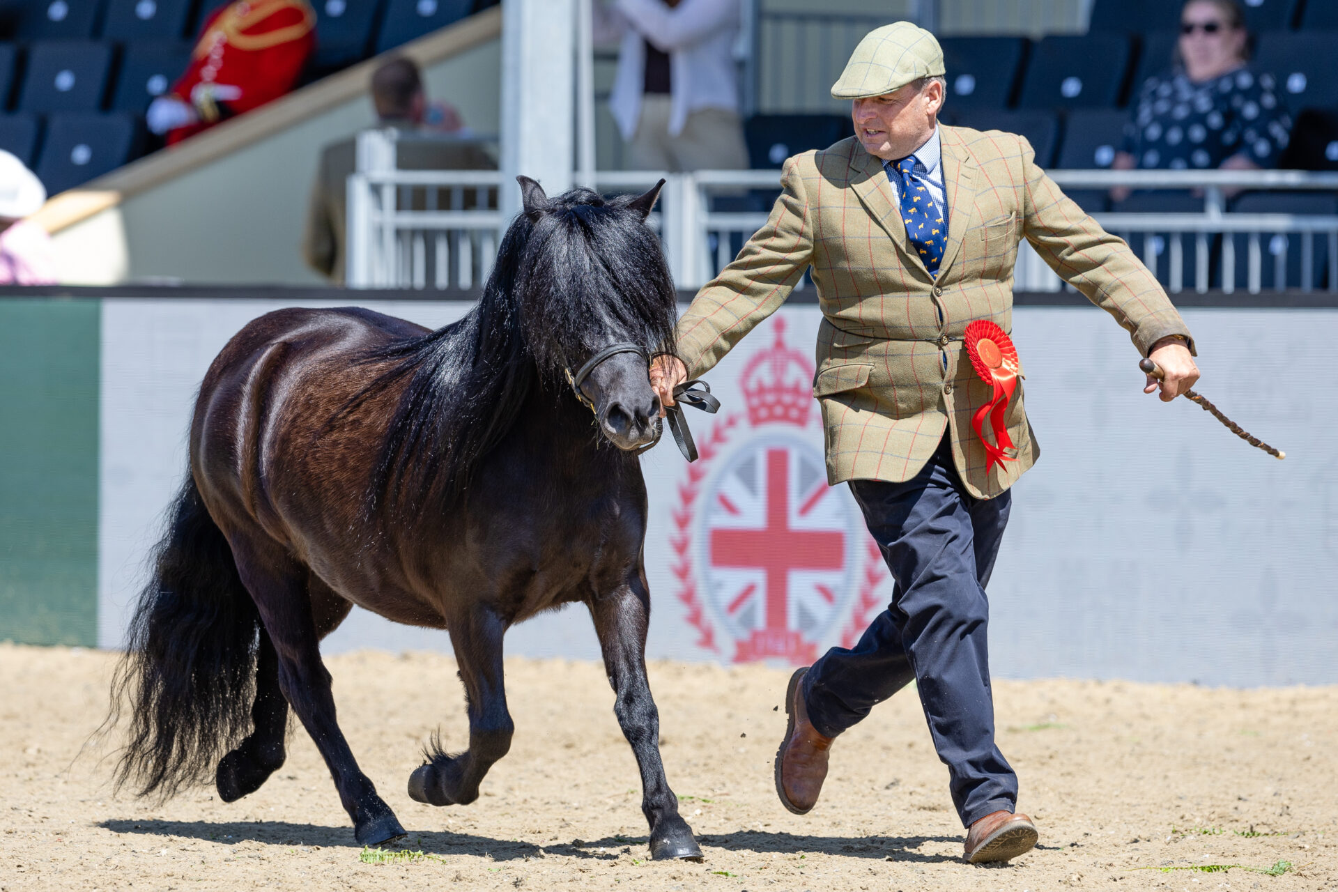 The Exmoor pony: Britain’s oldest native breed | Horse & Hound