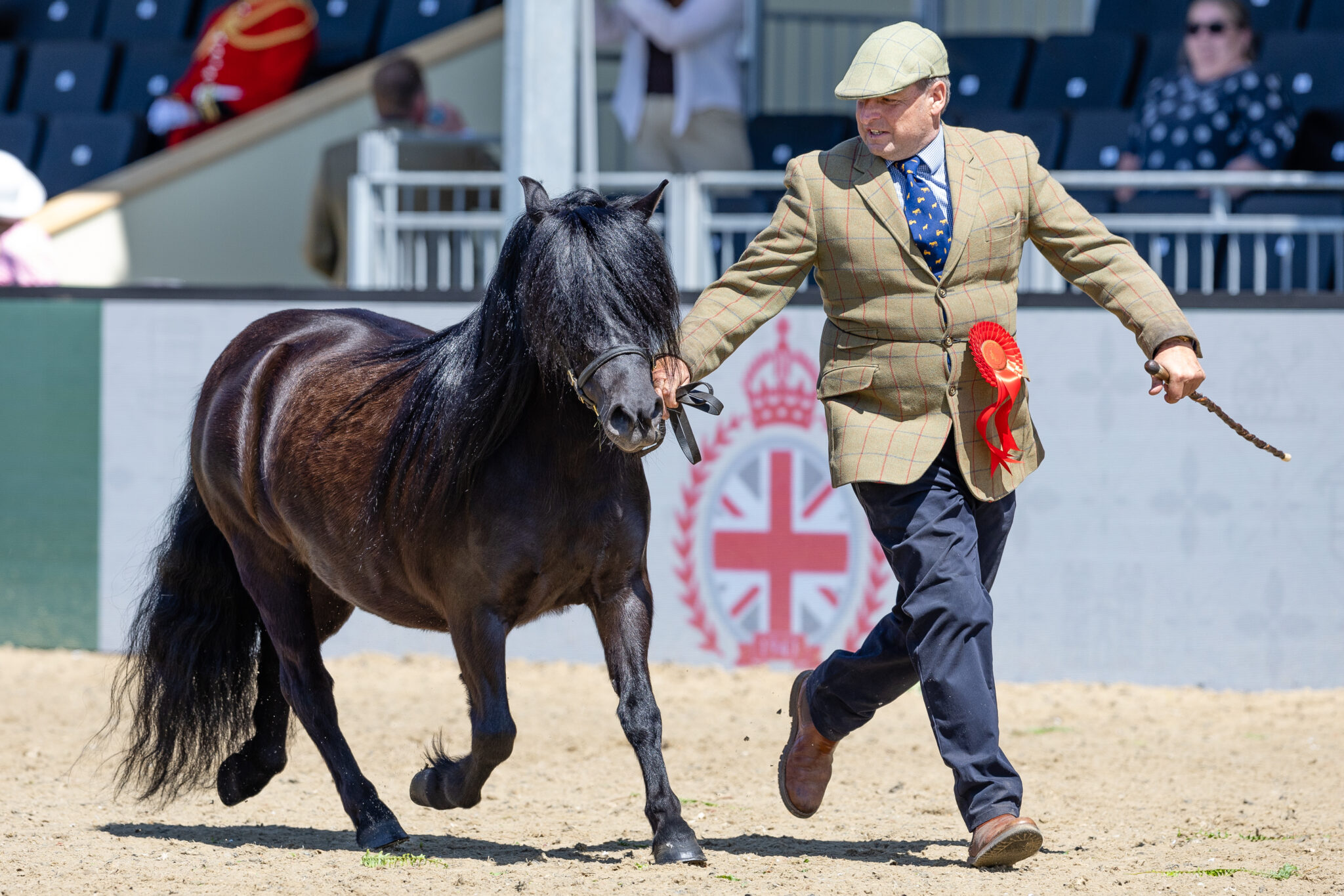 From the diminutive Shetland to the spectacular Welsh cob – meet Royal ...