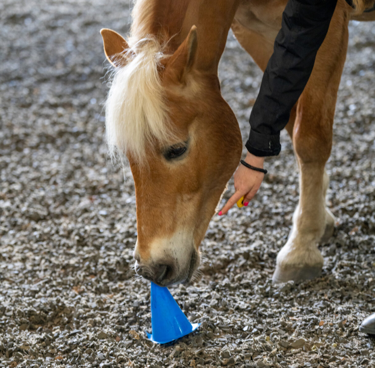Simple groundwork exercises for sharp horses - Horse & Hound