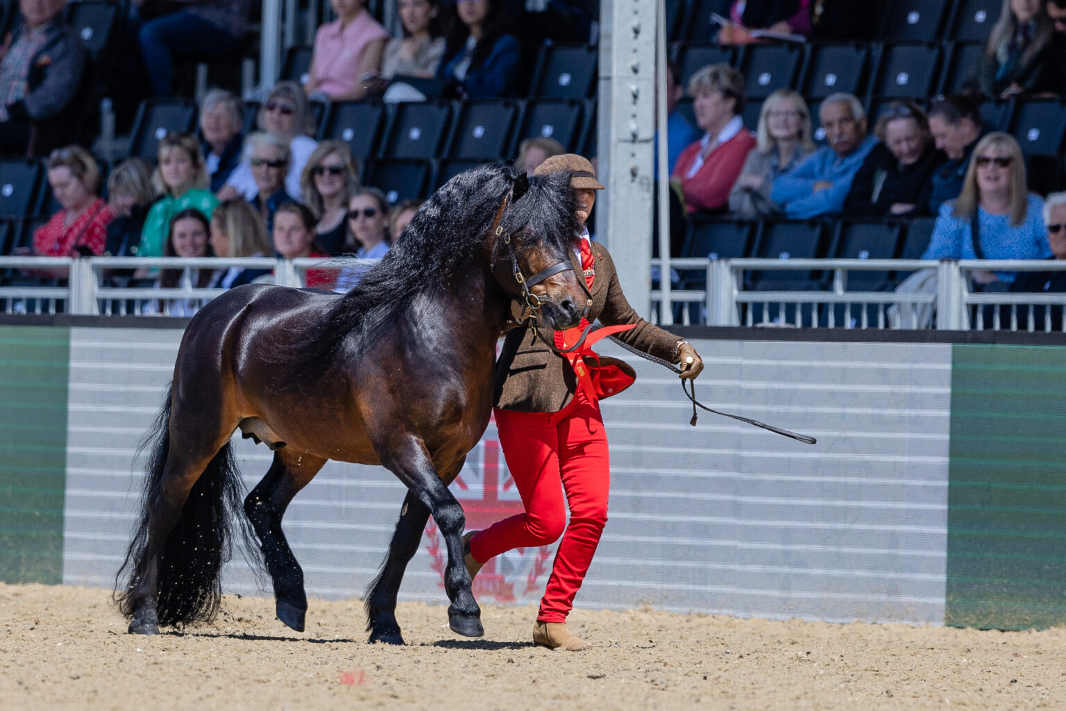 From the diminutive Shetland to the spectacular Welsh cob – meet Royal ...