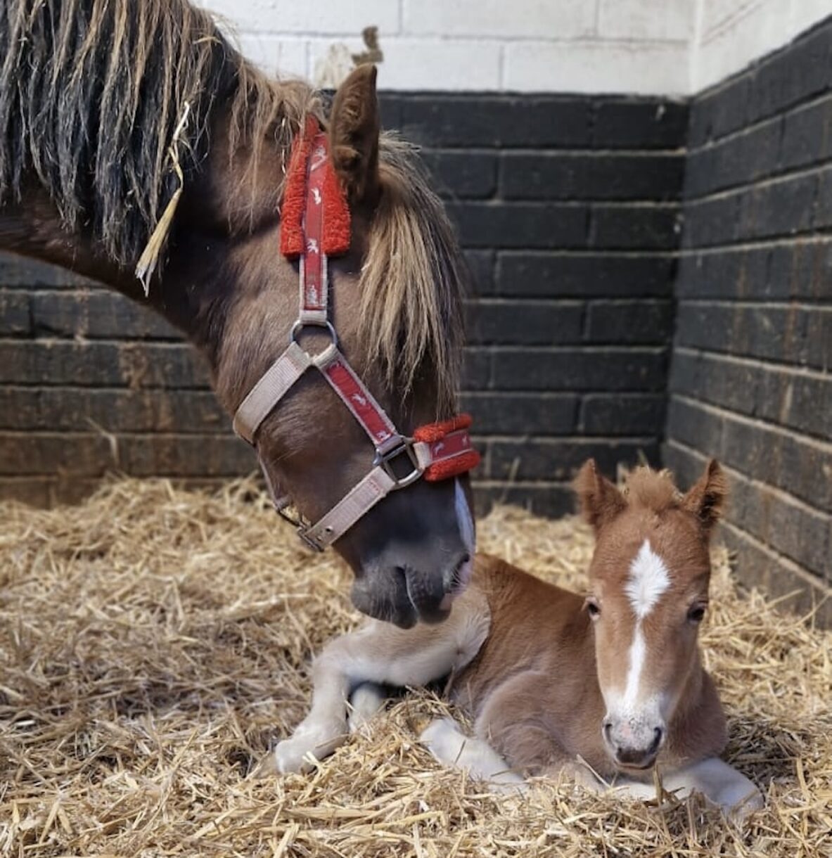 Vets and staff fight for the life of tiny foal born to abandoned mare