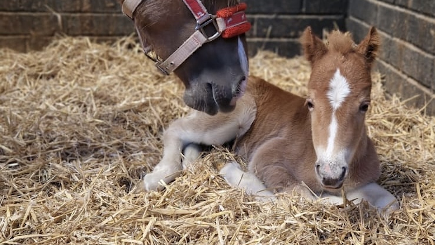 Vets and staff fight for the life of tiny foal born to abandoned mare