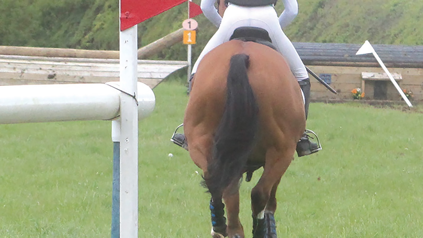 Study on horse fatalities in eventing shows cross-country jumping falls ...