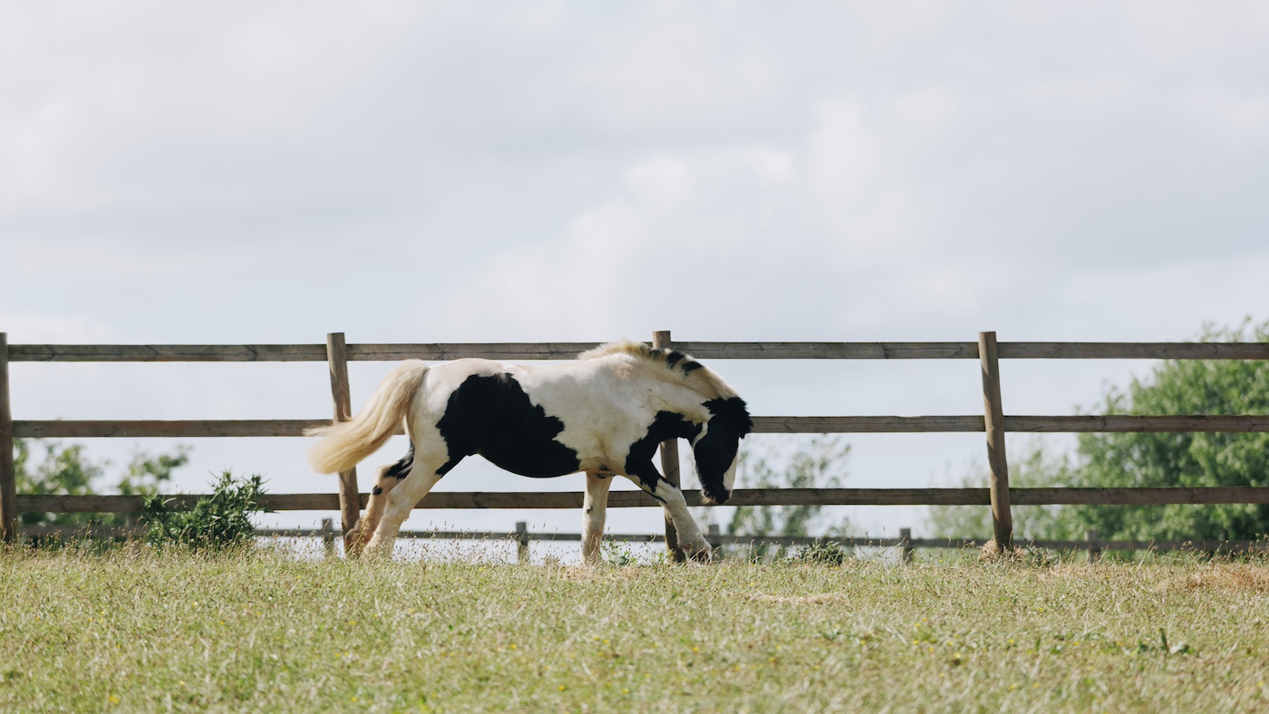 Obese pony dumped with headcollar embedded in his face has new life