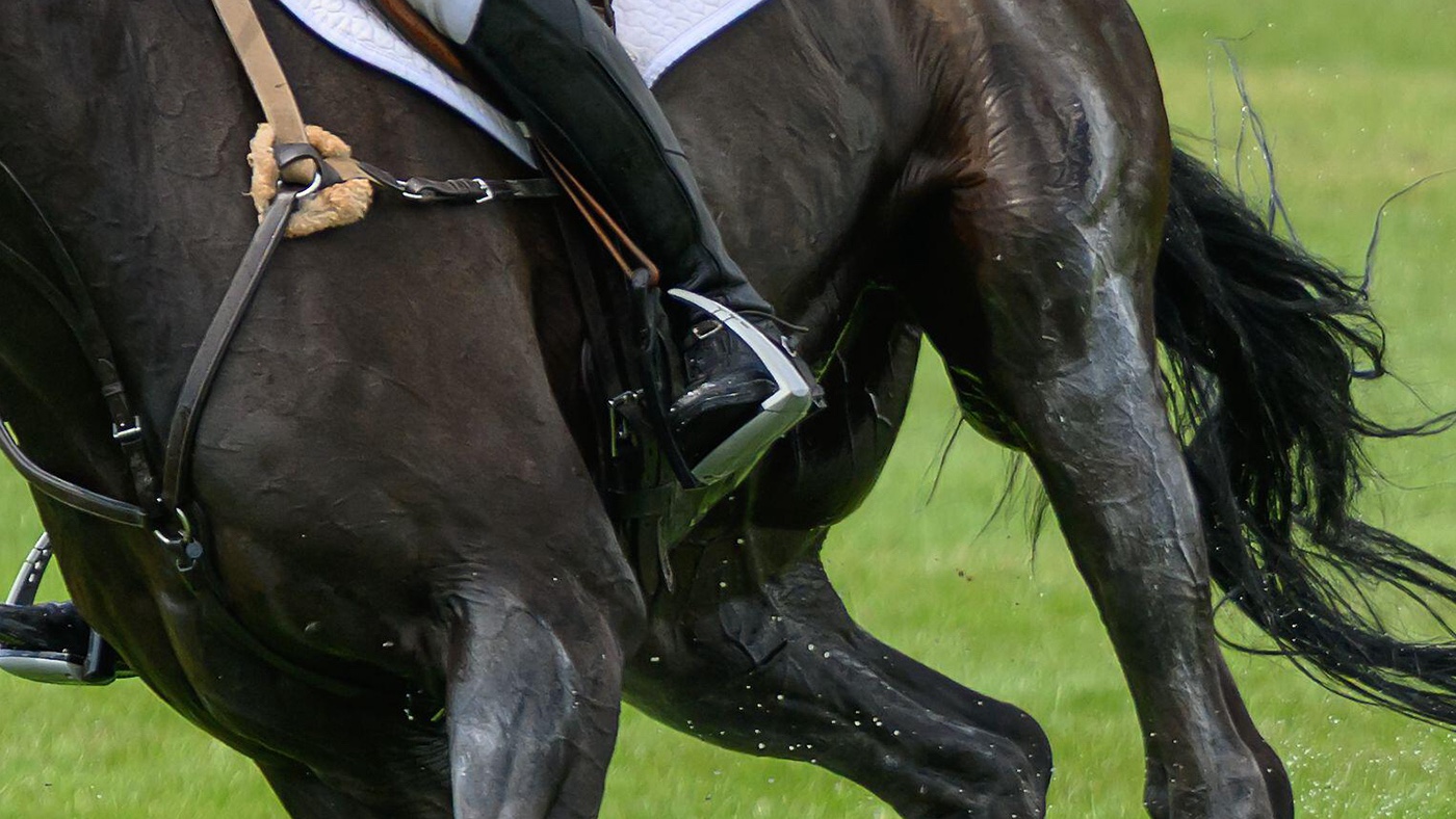 Experts have their say on what elite sport horses should look like, fit, not fat