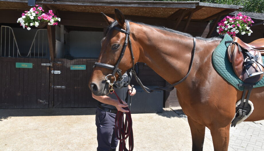 Simple groundwork exercises for sharp horses - Horse & Hound