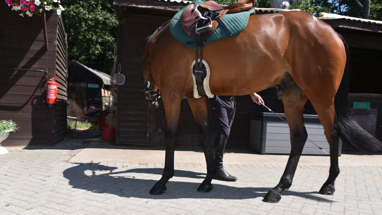 Simple groundwork exercises for sharp horses - Horse & Hound