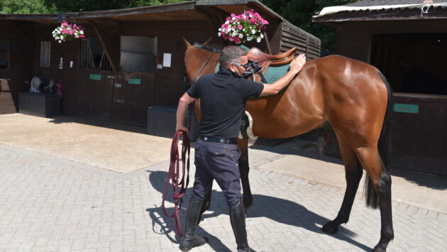 Simple groundwork exercises for sharp horses - Horse & Hound