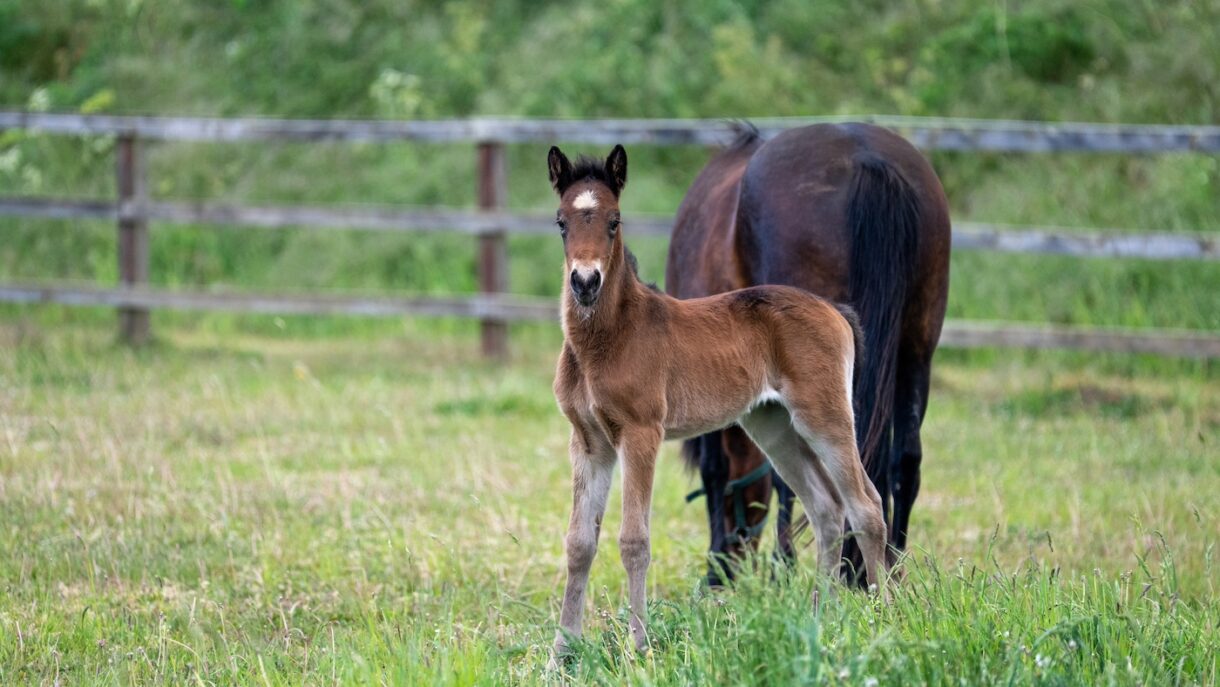 ‘Adorable’ but tiny 15kg foal carries a message to would-be horse ...
