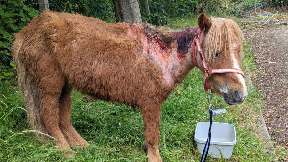 Teenage pony left tied up in a car park with infected, maggot-infested ...