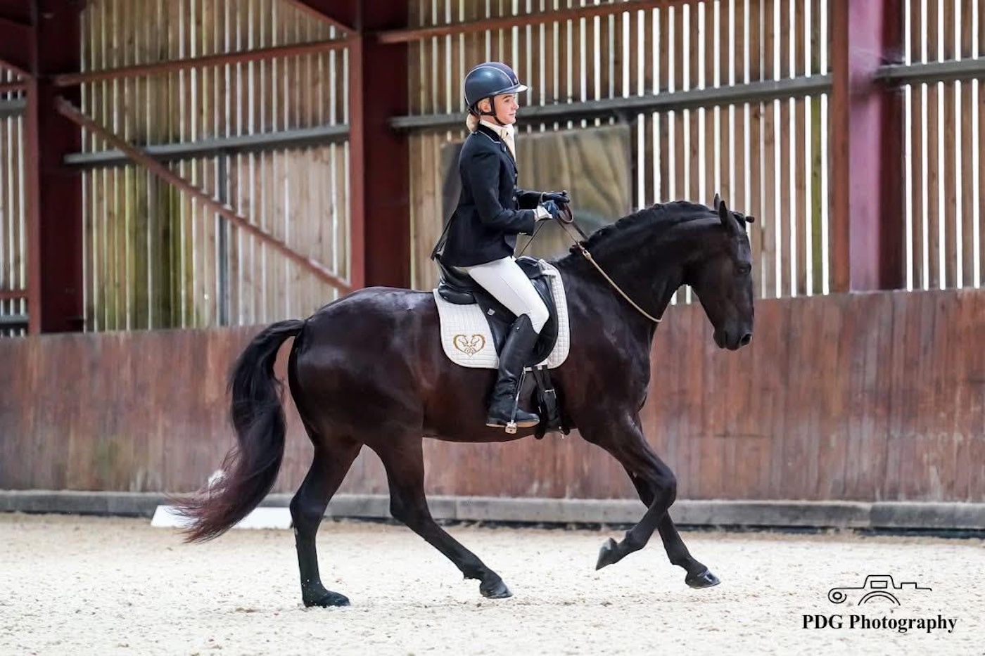 Horse trained bridleless from the start wins first dressage competition
