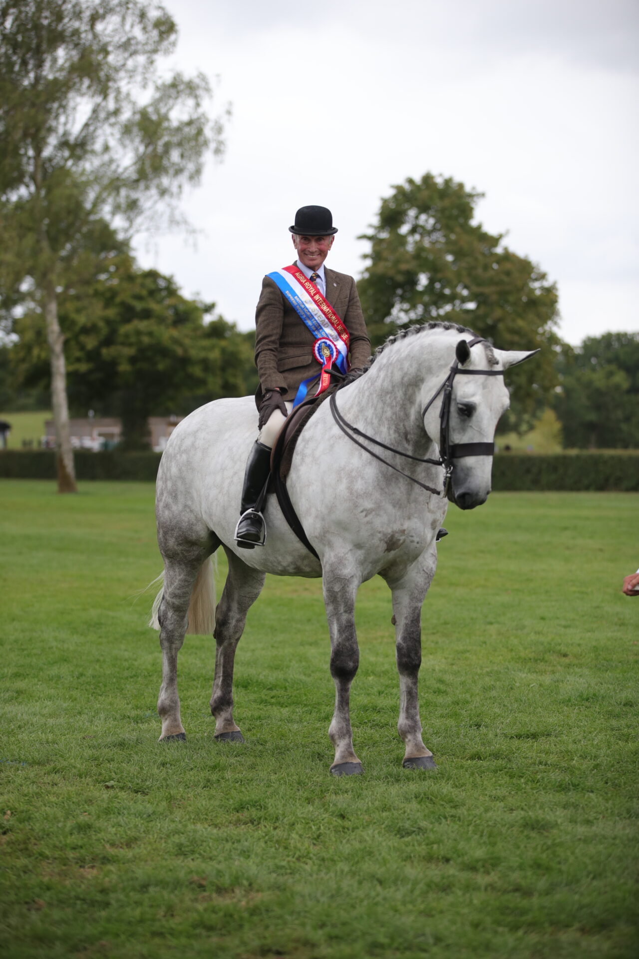 The sturdy, sensible yet athletic Irish Draught: everything you need to ...