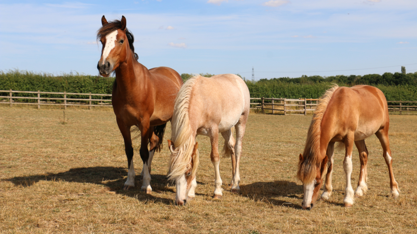 Ponies Rescued from Gelligaer Common Show Progress Despite Liver ...
