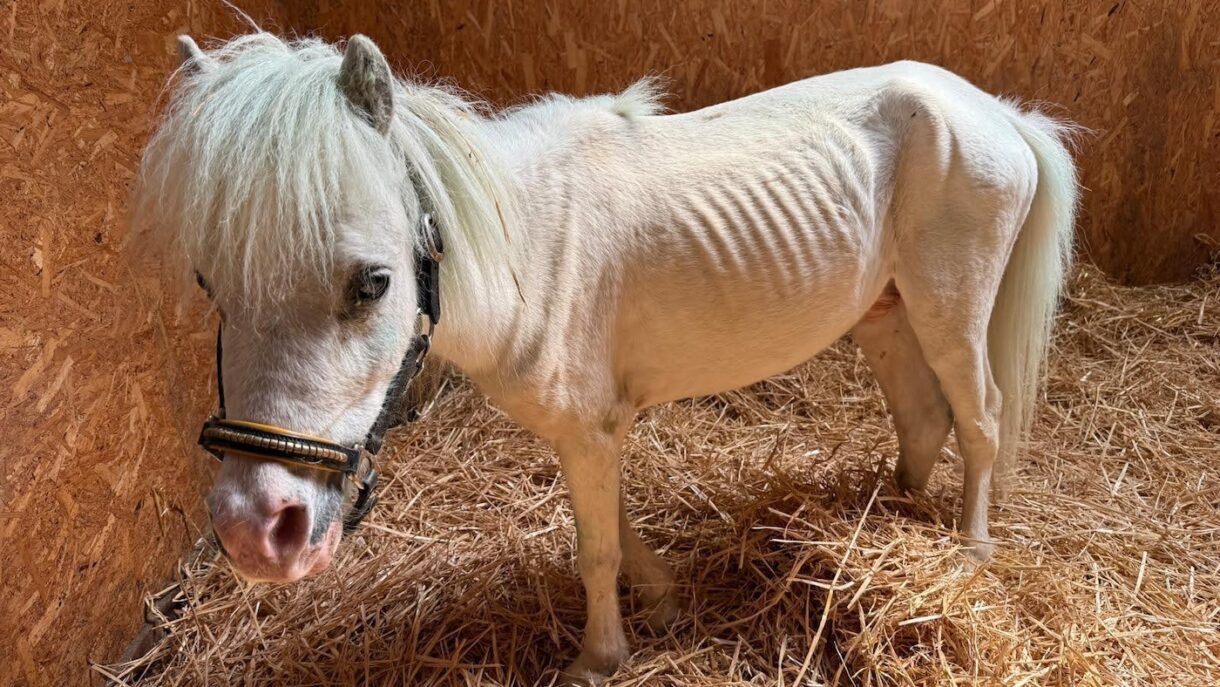 Two underweight ponies dumped: RSPCA appeals for owner to come forward ...