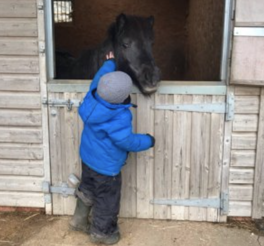 Building your own stables and things you should be aware of