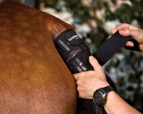 Garmin Blaze is new wearable tech sensor for horses | Horse & Hound