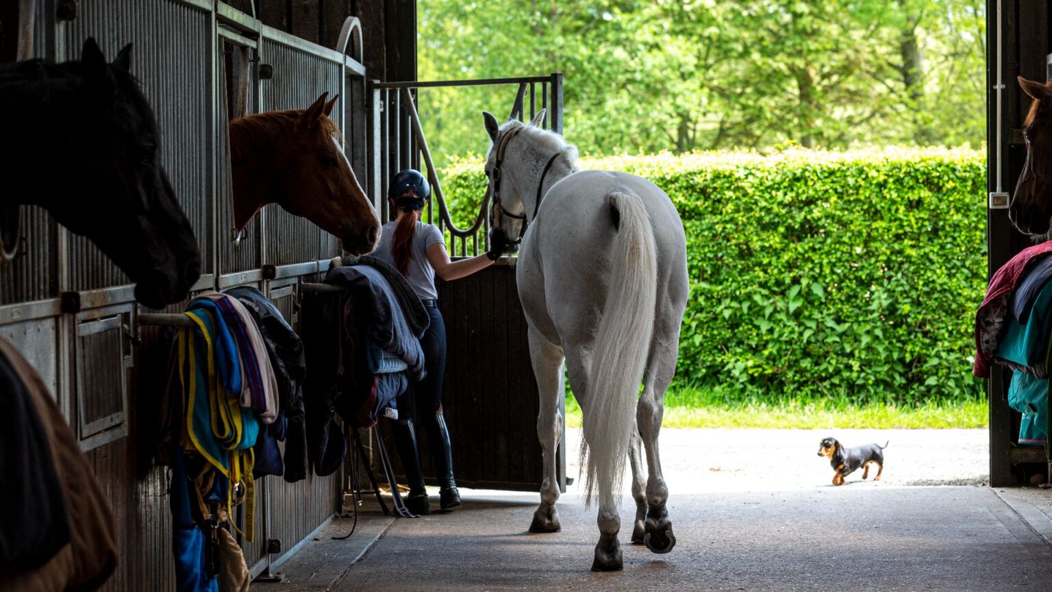 How to keep stables cool in summer | Horse & Hound