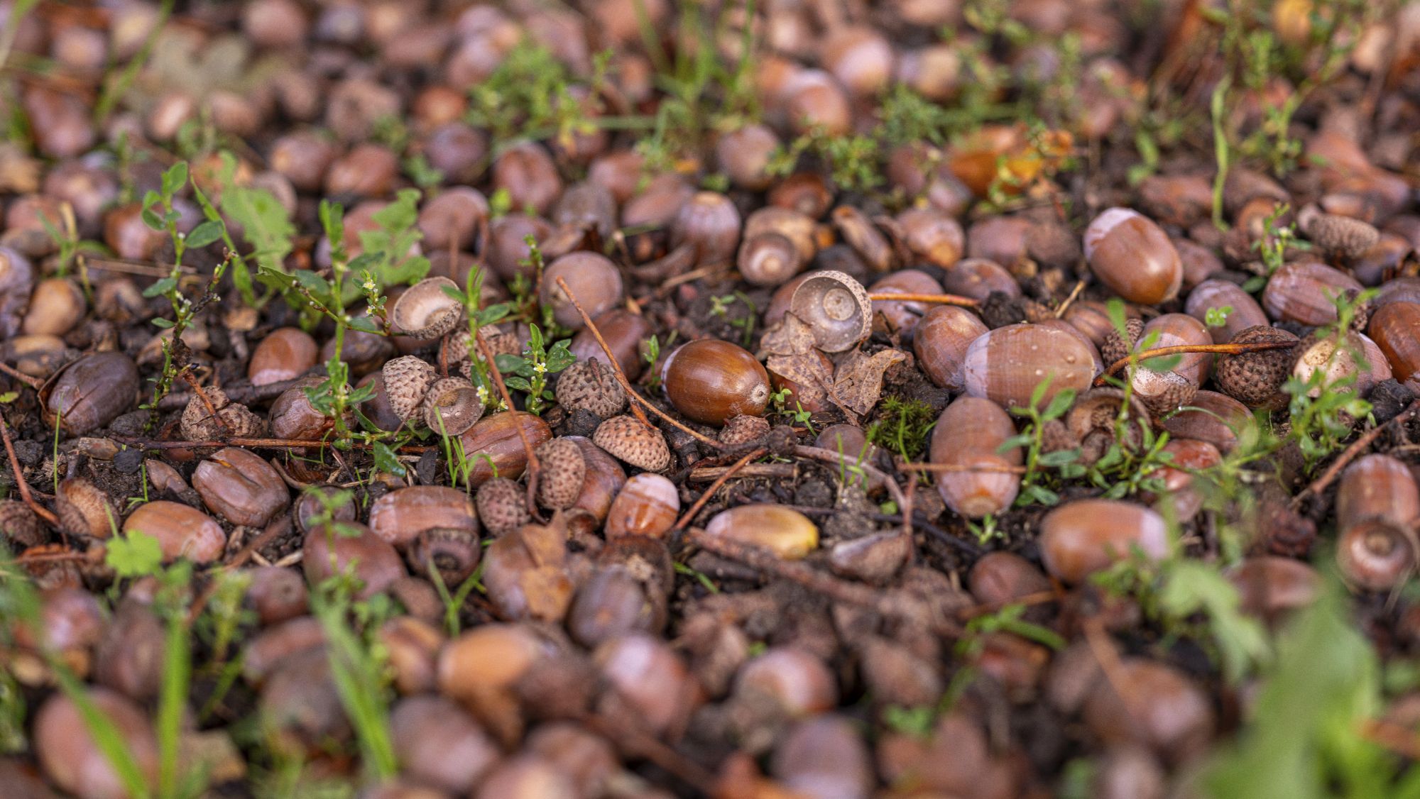 Are acorns poisonous to horses, and why are there more this year?
