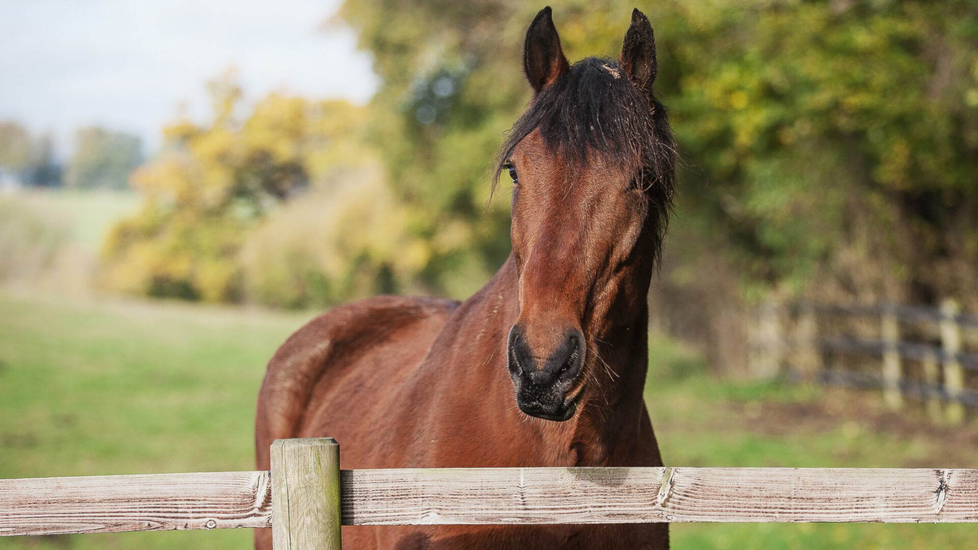 ‘He went surrounded by love’: farewell to courageous police horse who ...