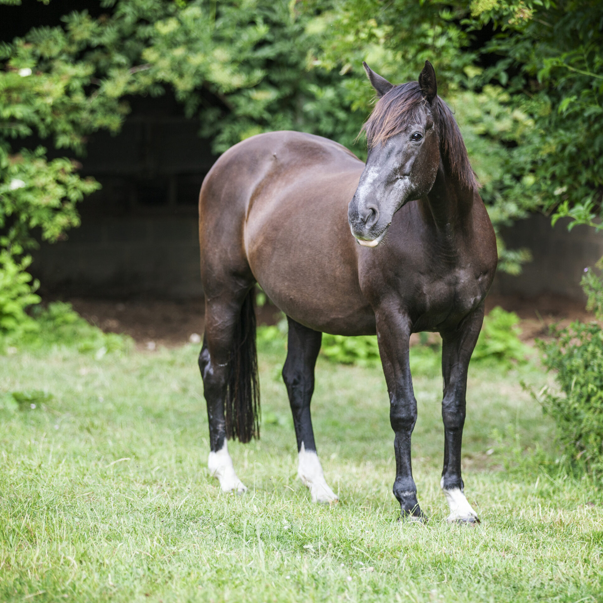 Farewell to ‘truly special’ mare who served in the Household Cavalry ...