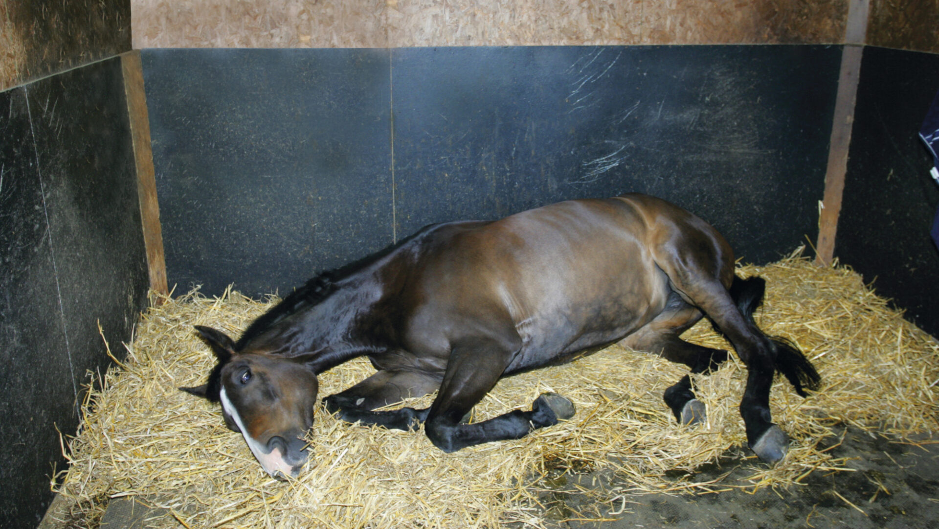 Colic: a twisted gut - Horse & Hound