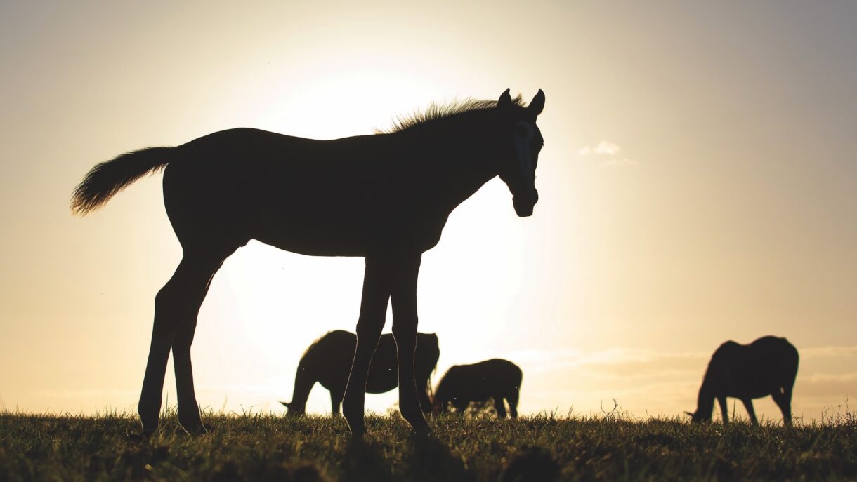 Foals | All you need to know about foals | Horse & Hound