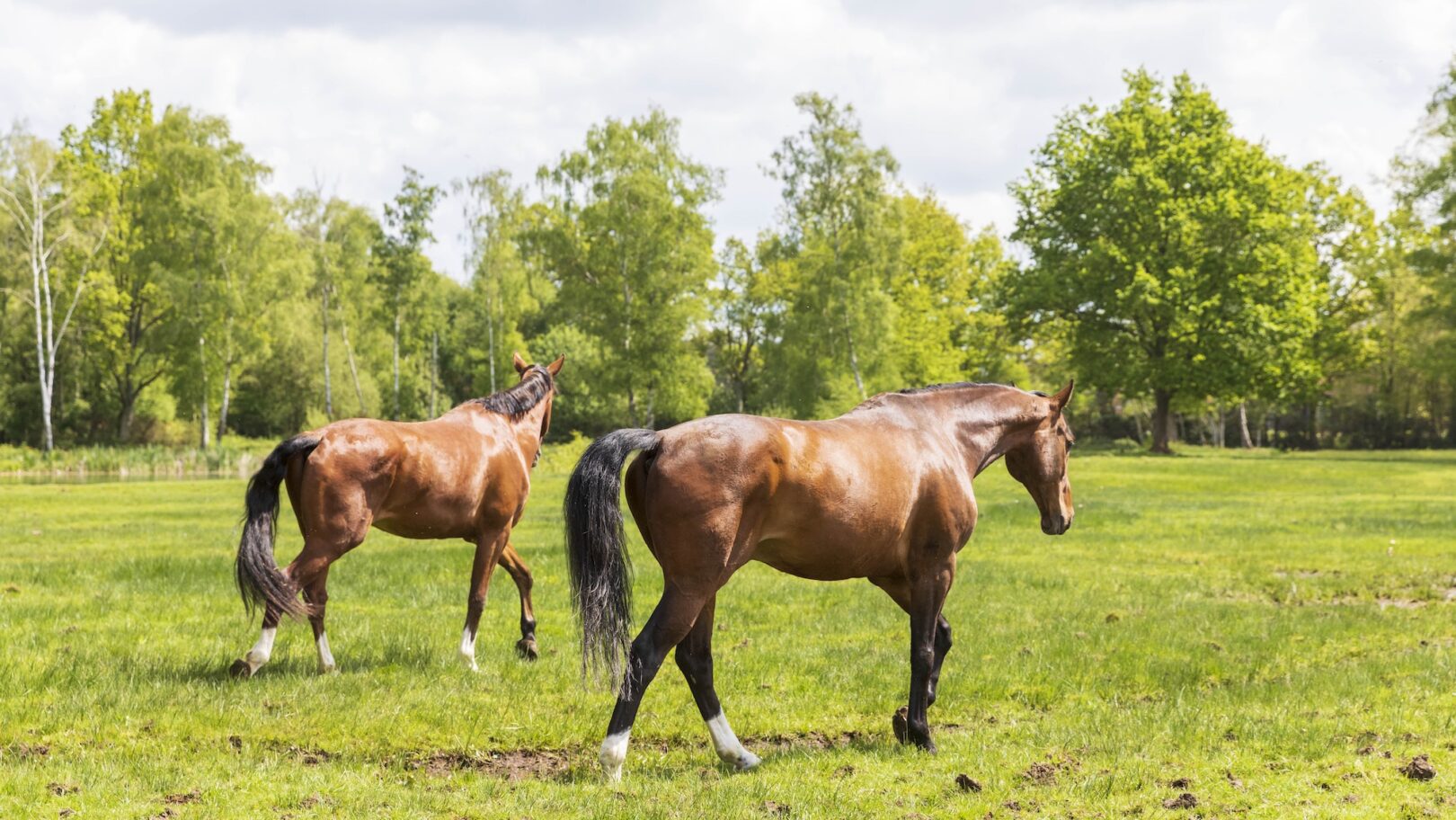 Turning horses out: 24/7, part-time or not at all? The pros and cons...