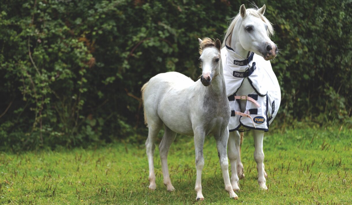 Heniarth Stud Welsh pony breeders explain how they made history