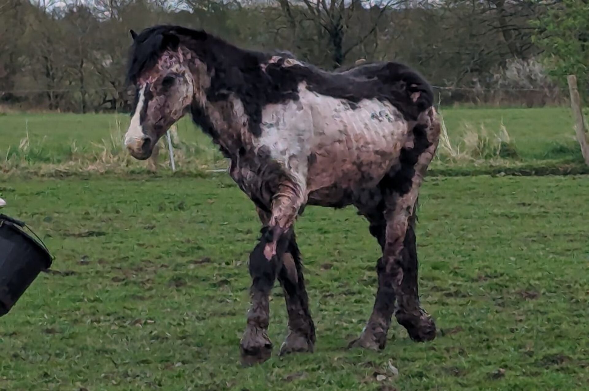 ‘Wanton neglect of hundreds of animals’: 59 horses among +450 animals ...