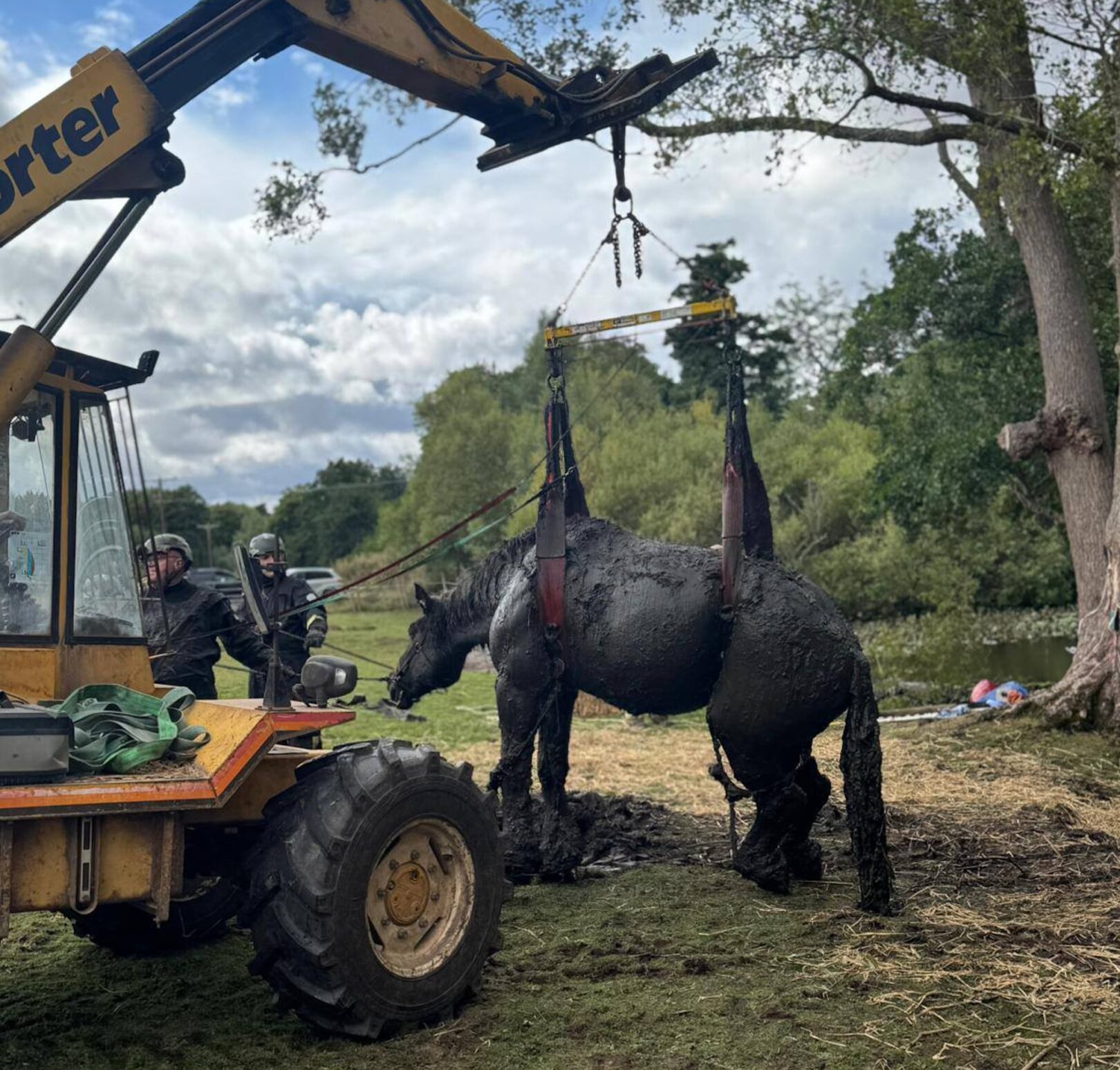 ‘Teamwork at its best’ as 17hh 800kg horse stuck neck-deep in bog is ...