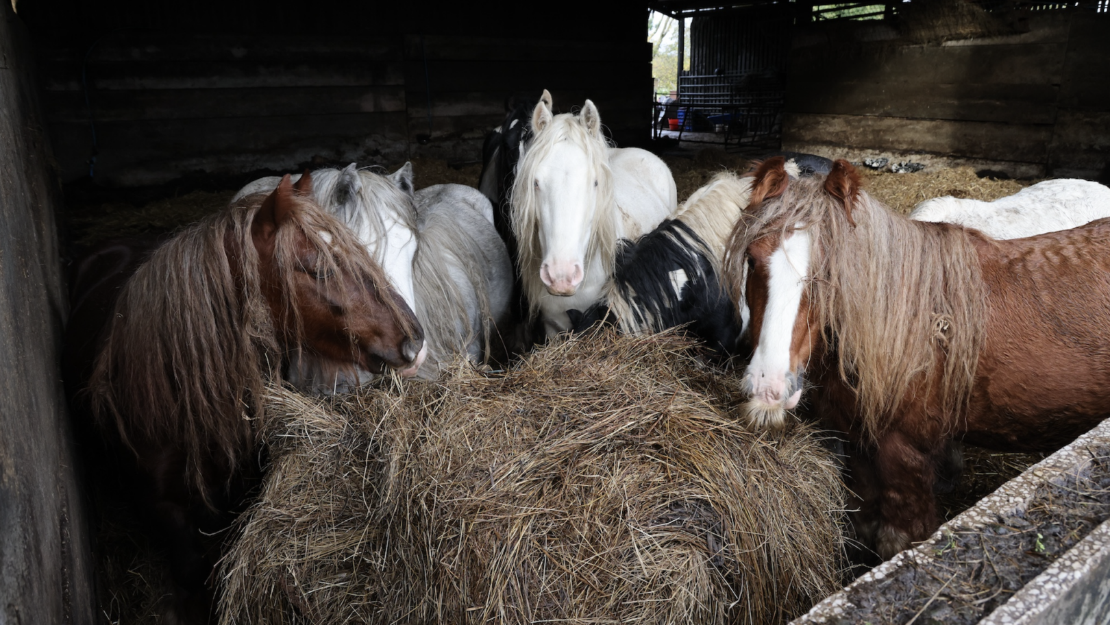 ‘Wanton neglect of hundreds of animals’: 59 horses among +450 animals ...